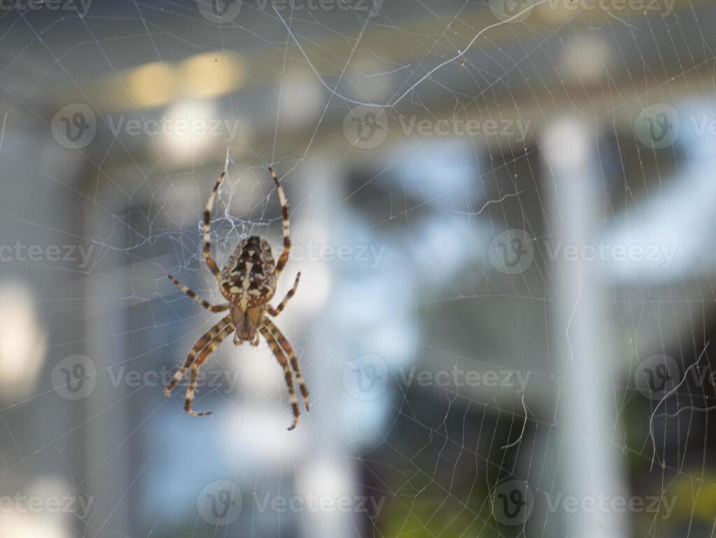 Qué significa que una araña se suba a ti Significados y mitos